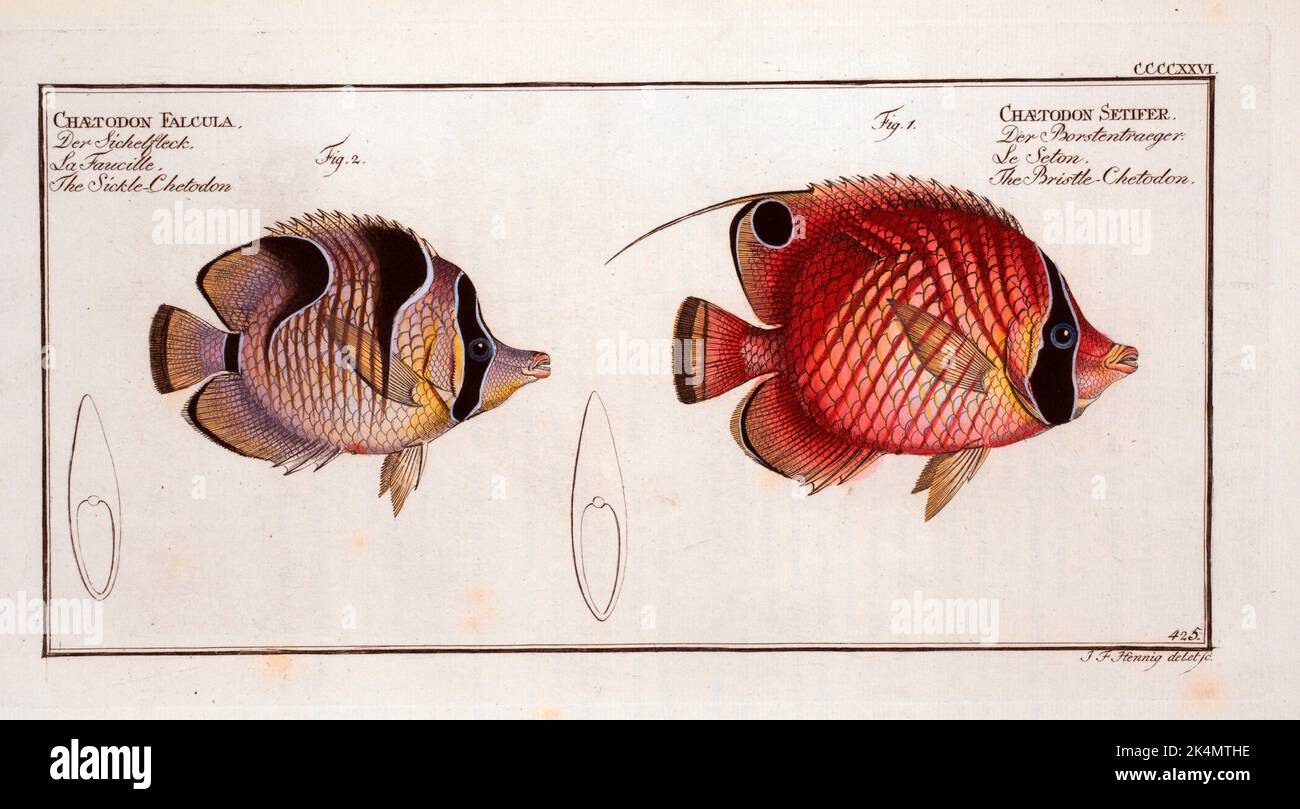 Sickle fish hi-res stock photography and images - Alamy