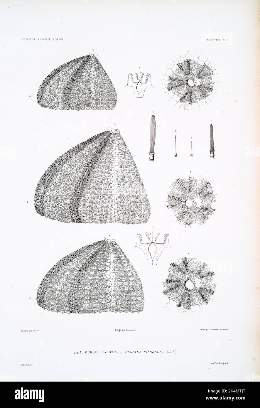 1. 2. 3. Crown urchin, Echinus pileolus. Du Petit-Thouars, Abel Aubert ...