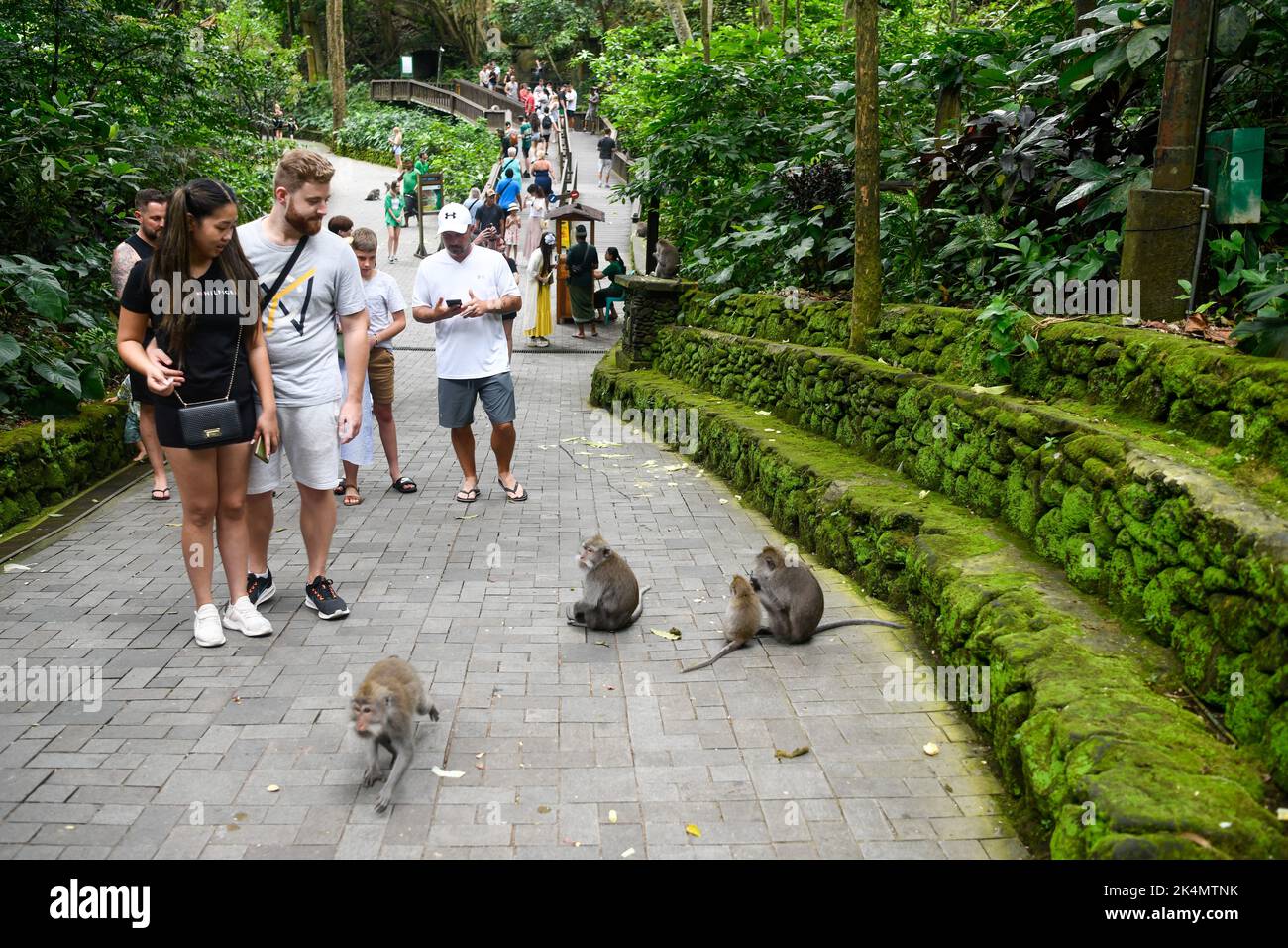 Bali, Indonesia. 19th Sep, 2022. Tourists walk by monkeys at Ubud Monkey Forest in Bali. Credit ...