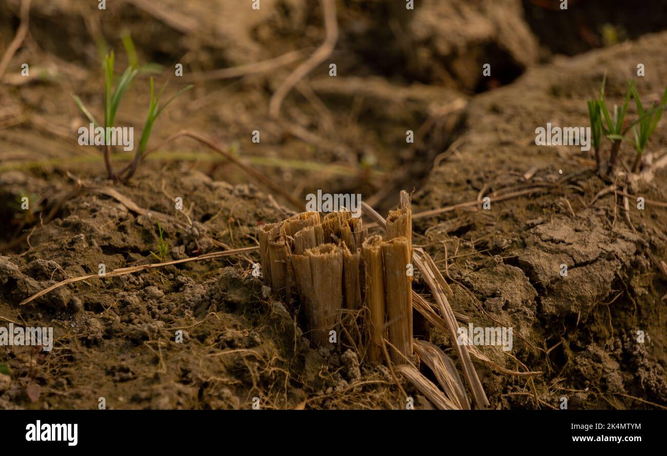 Soil, also commonly referred to as earth or dirt, is a mixture of ...