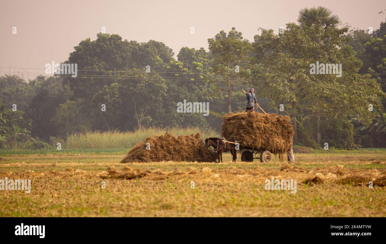 Cutting paddy hi-res stock photography and images - Alamy