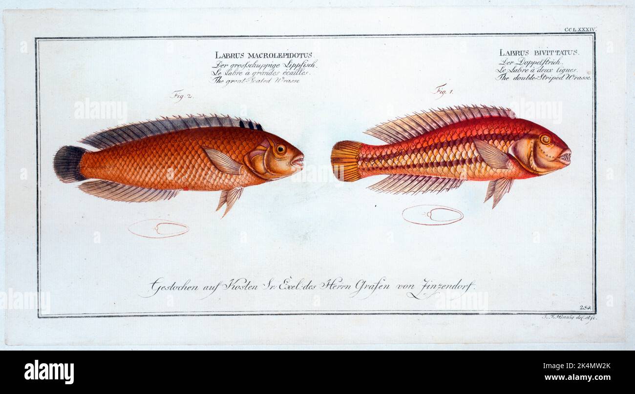 1. Labrus bivittatus, The double-Striped Wrasse; 2. Labrus ...