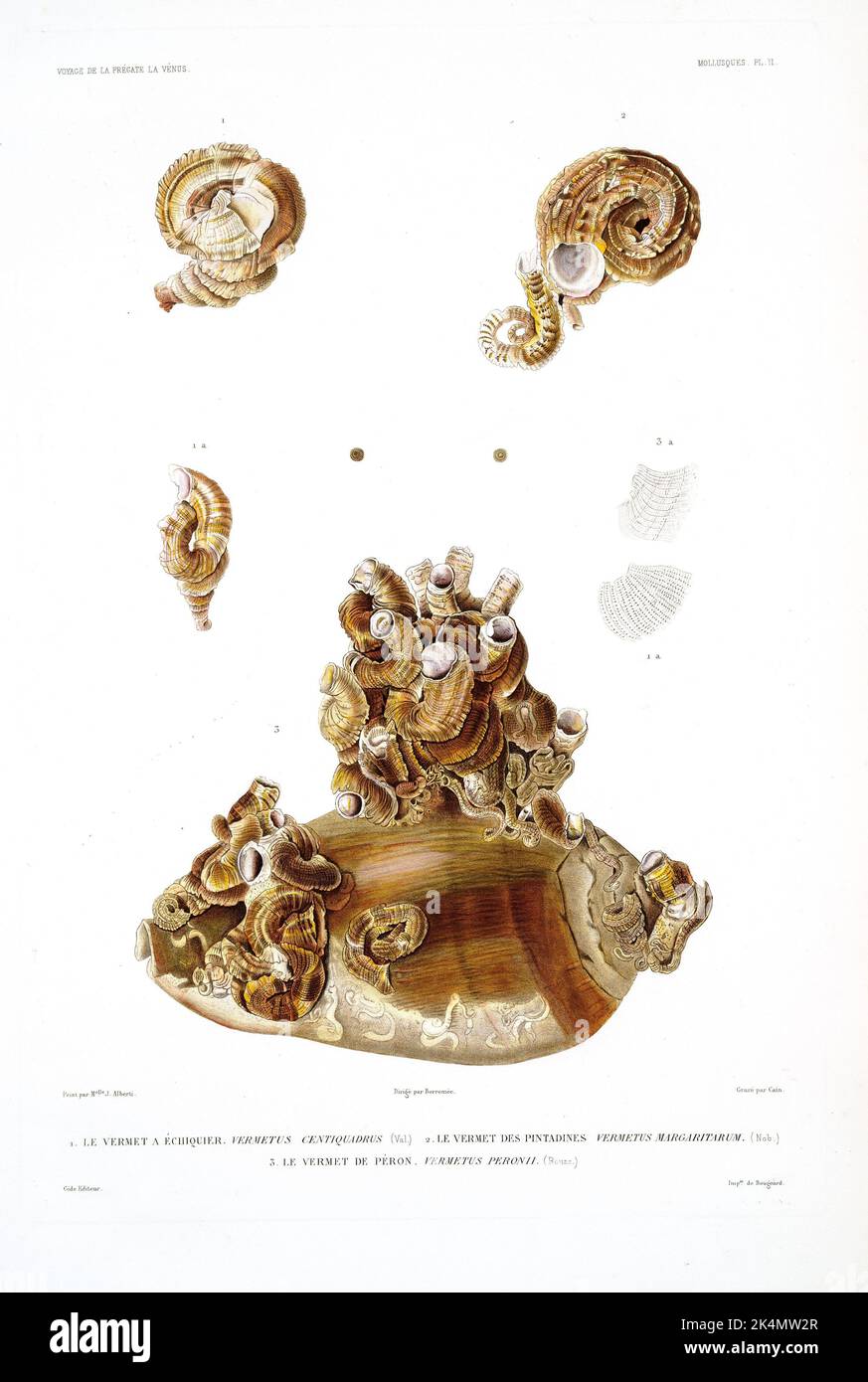 Margaritarum hi-res stock photography and images - Alamy