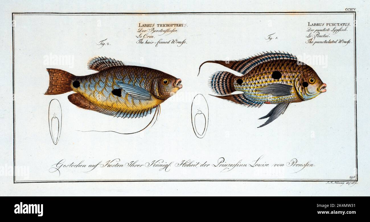 1. Labrus punctatus, The punctulated Wrasse; 2. Labrus trichonterus ...
