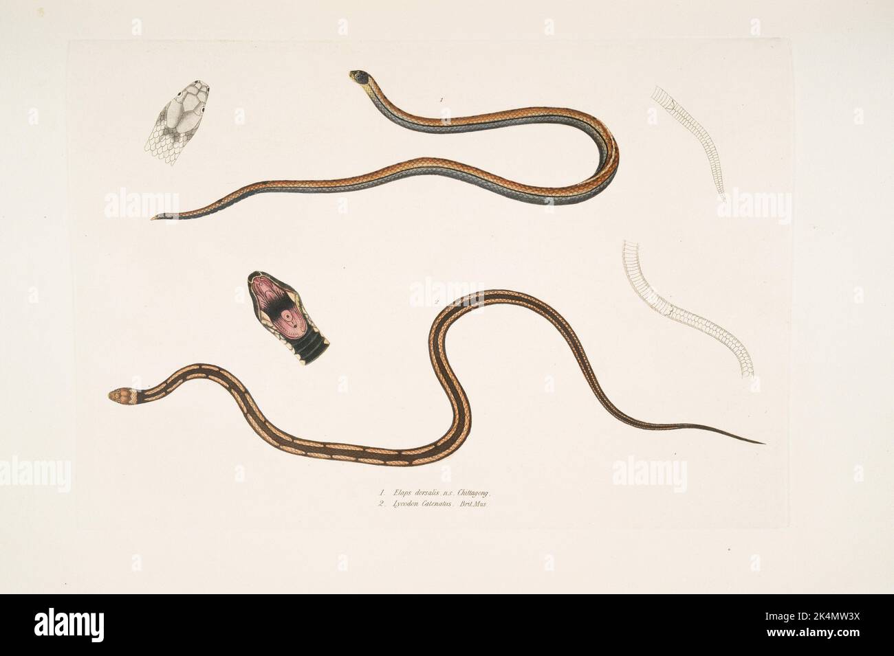 Elaps dorsalis hi-res stock photography and images - Alamy