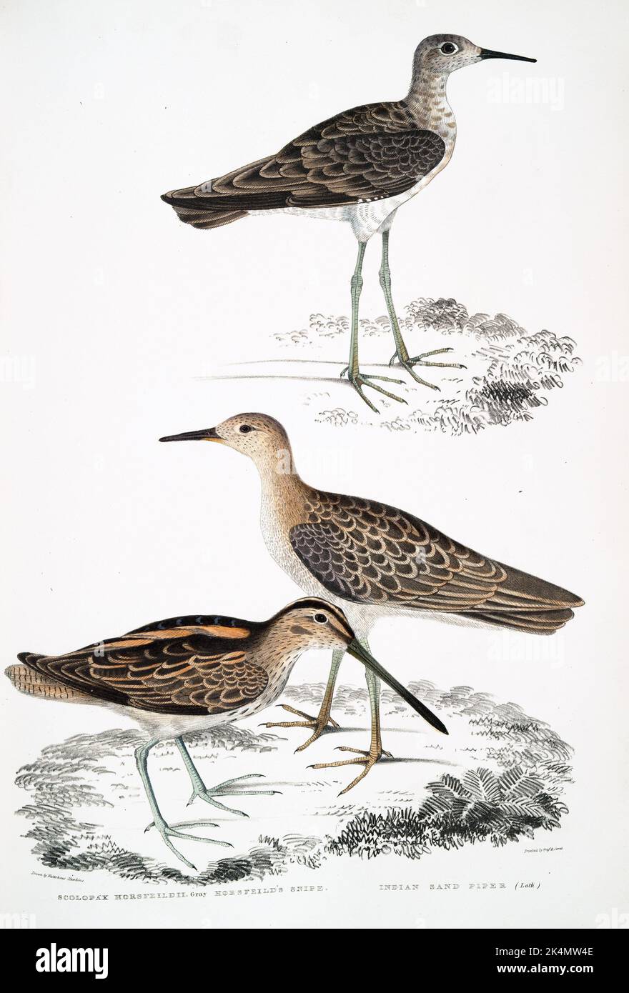 Gray snipe hi-res stock photography and images - Alamy