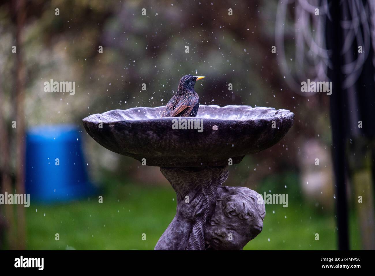 Bird having a wash in bird bath Stock Photo - Alamy
