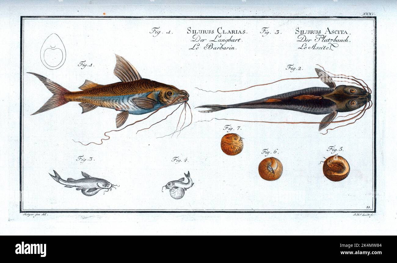 Longbearded hi-res stock photography and images - Alamy