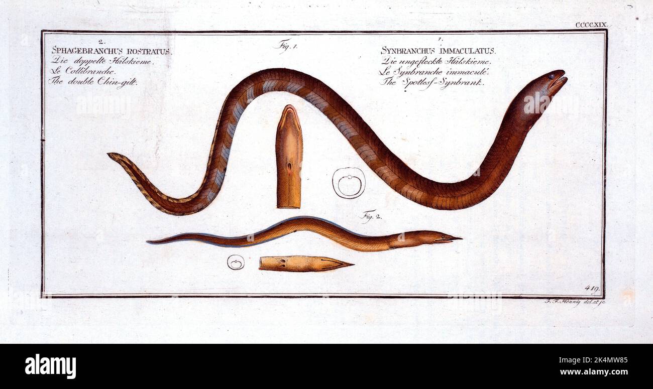 1. Synbranchus immaculatus,Tthe Spottess-Synbrank; 2. Sphagebranchus ...
