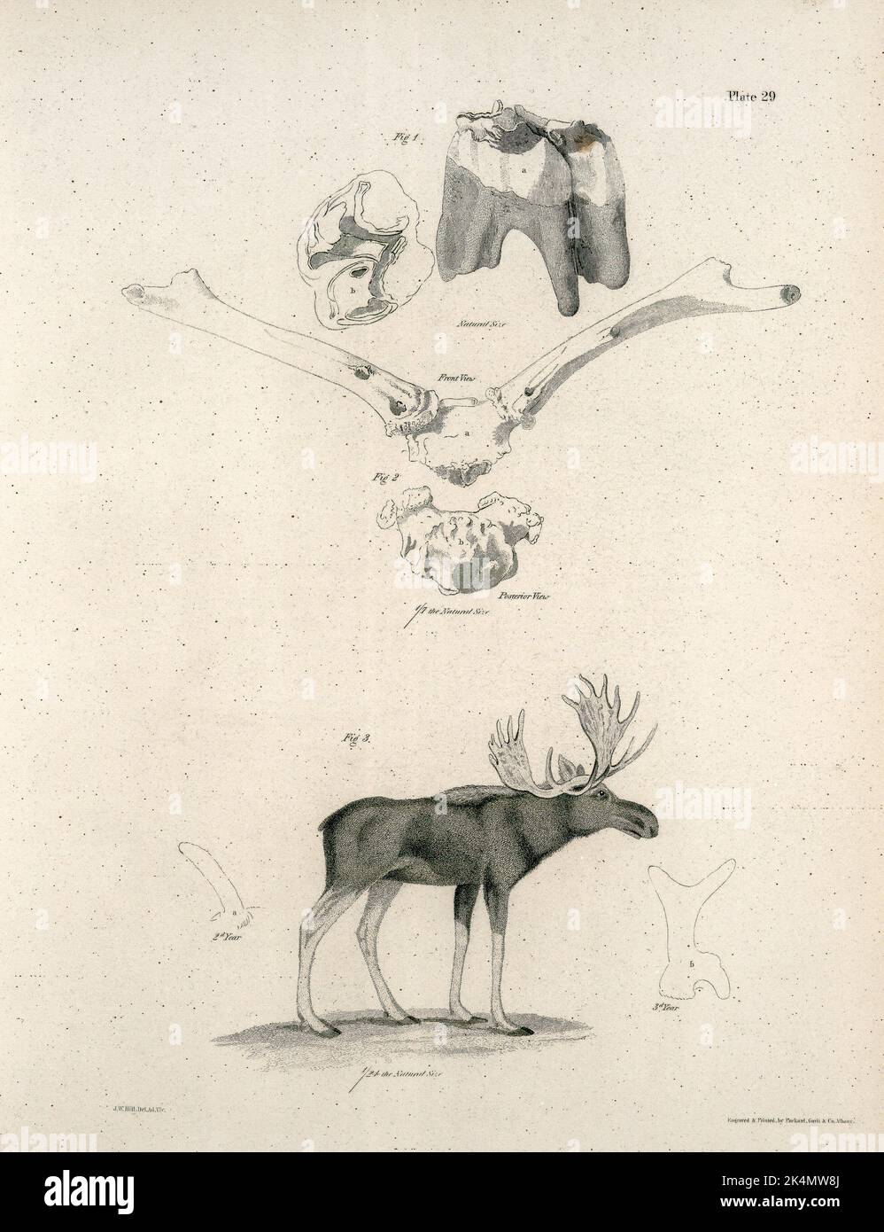 1. The Fossil Stag, skull, horns and teeth, (Elaphus americanus). 2 ...