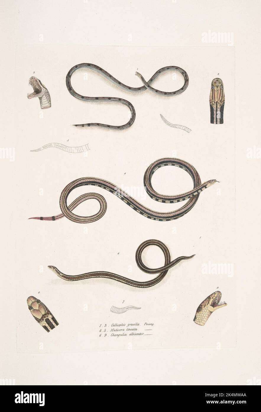 1. Slender Calliophis, Calliophis gracilis; 2. Lined Maticora, Maticora ...