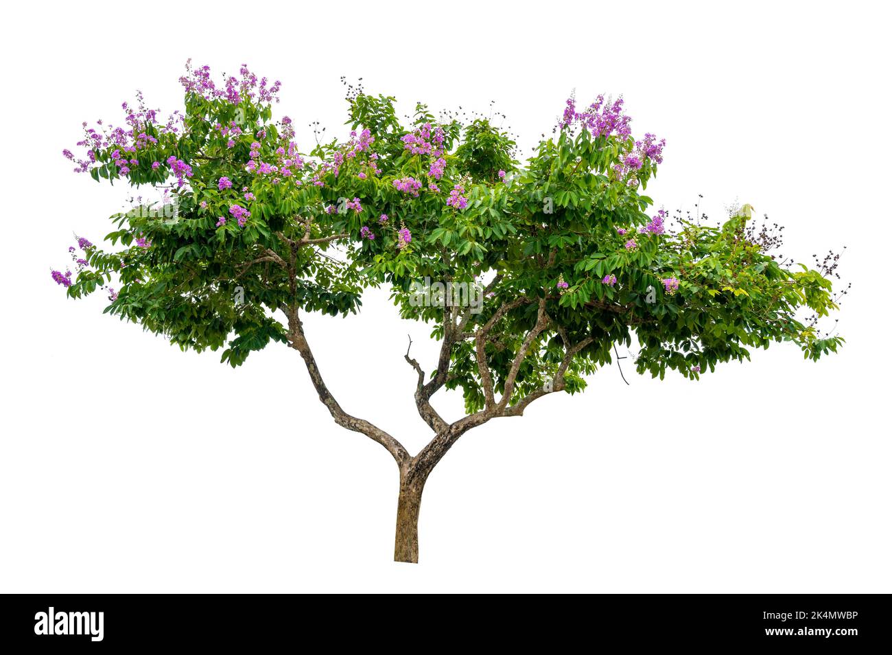 Isolated trees on white background Stock Photo - Alamy