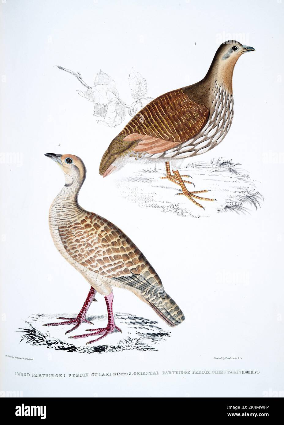 Indian partridge hi-res stock photography and images - Alamy