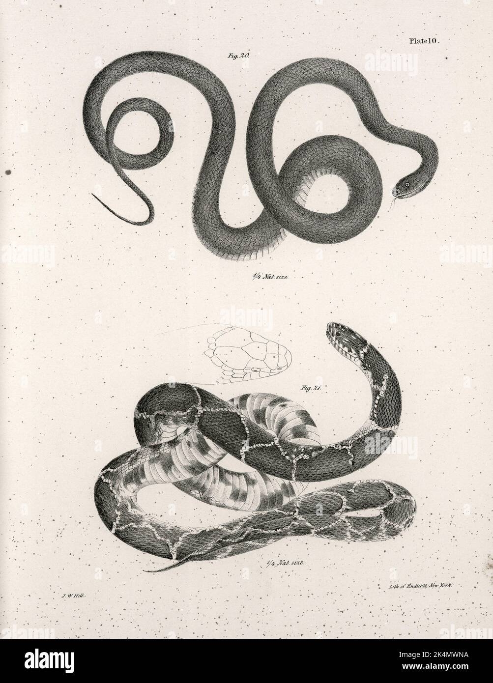 20. The Black Snake (Coluber constrictor). 21 The Chain Snake (Coluber ...