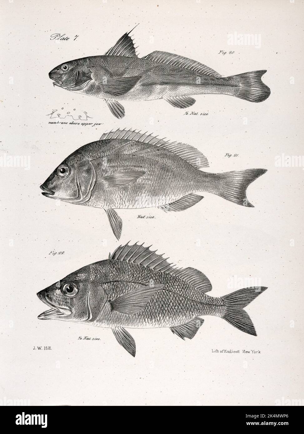 Umbrina hi-res stock photography and images - Alamy