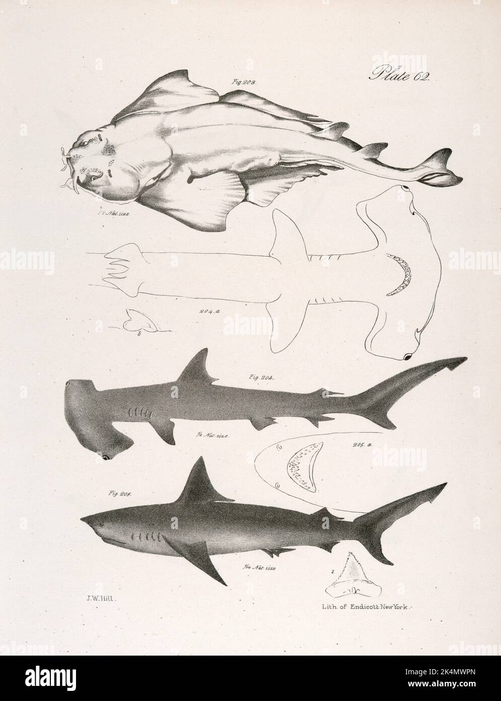 Angel shark under hi-res stock photography and images - Alamy