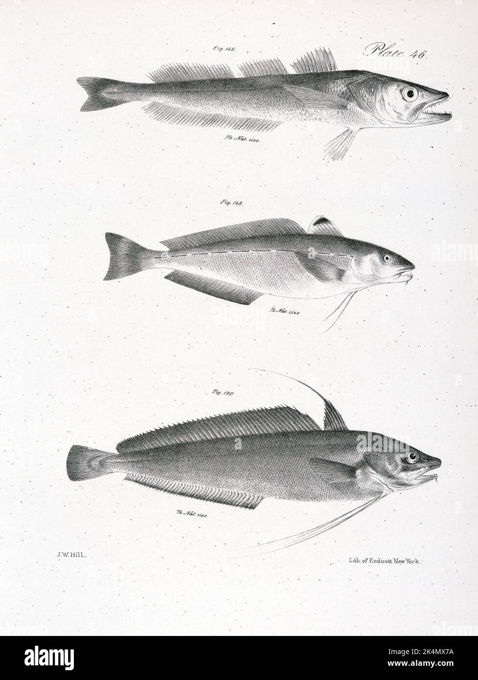 Spotted hake hi-res stock photography and images - Alamy