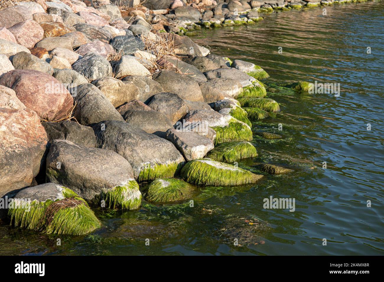 Green seaweed growing on beach rocks Stock Photo - Alamy