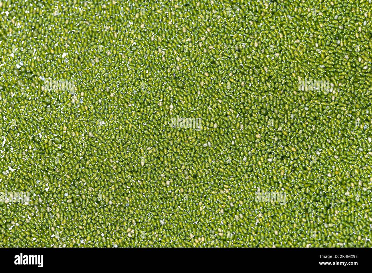 Spotless Watermeal and Rootless Duckweed (Wolffia arrhiza Stock Photo ...