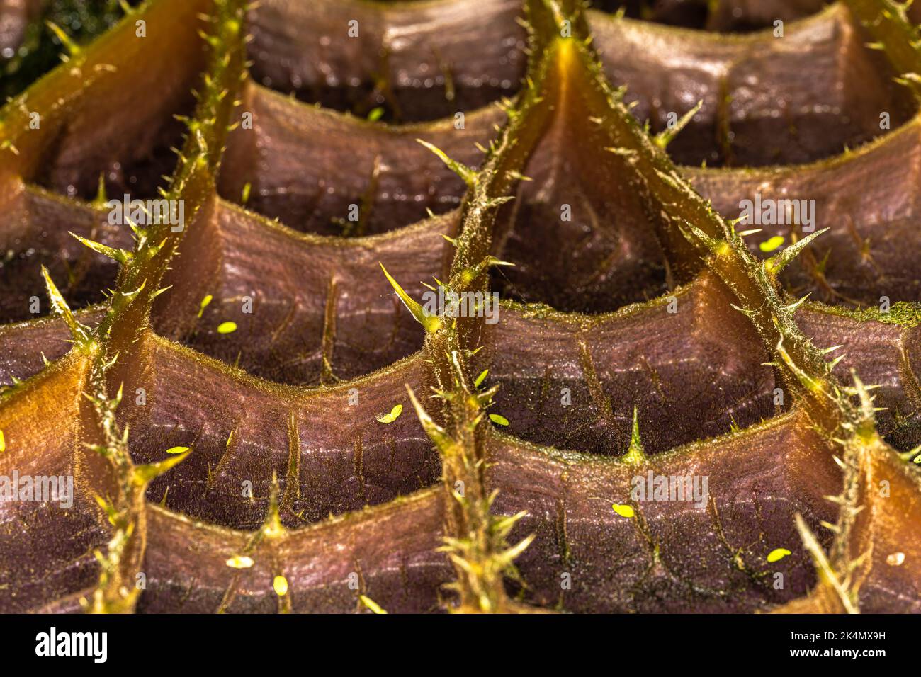 Underside water lily leaf hi-res stock photography and images - Alamy