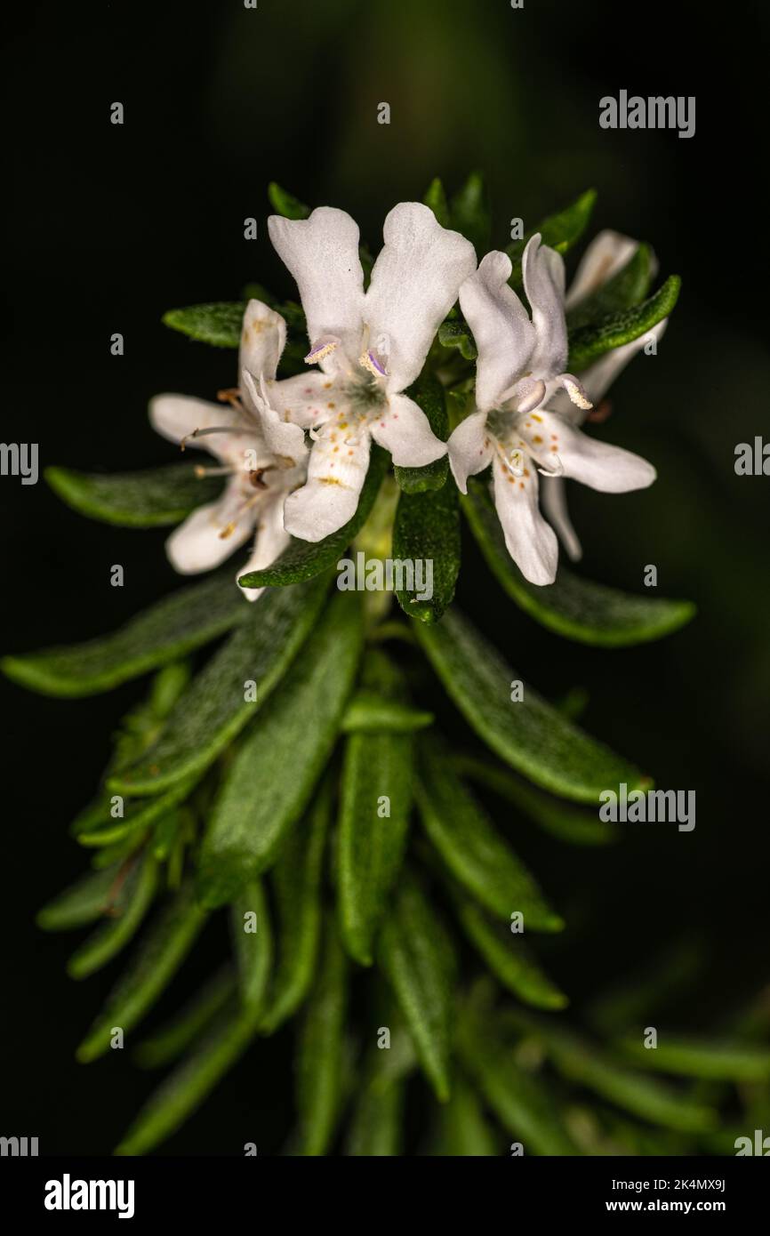 Australian rosemary westringia fruticosa hi-res stock photography and ...