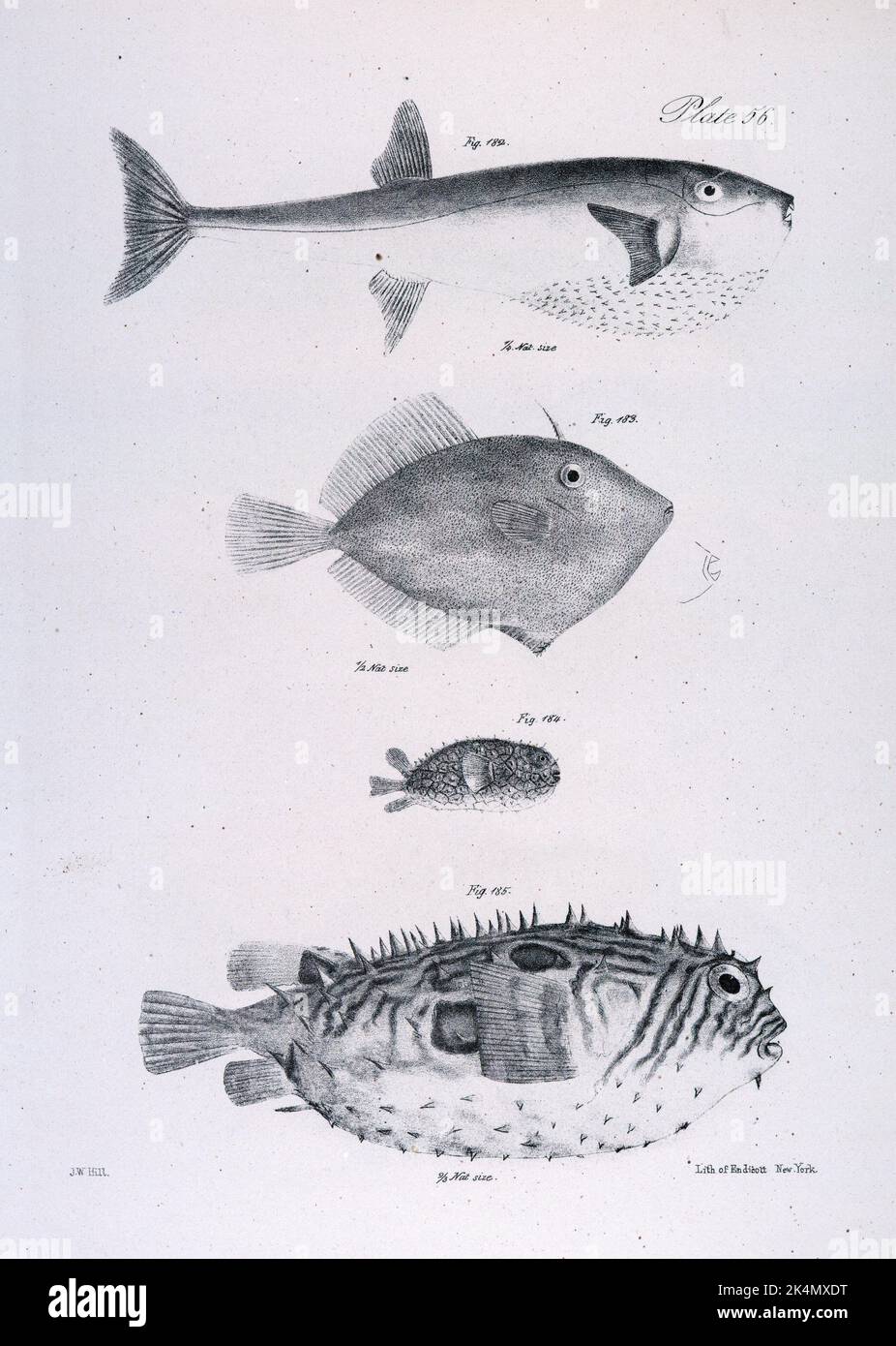 Long finned fish hi-res stock photography and images - Alamy