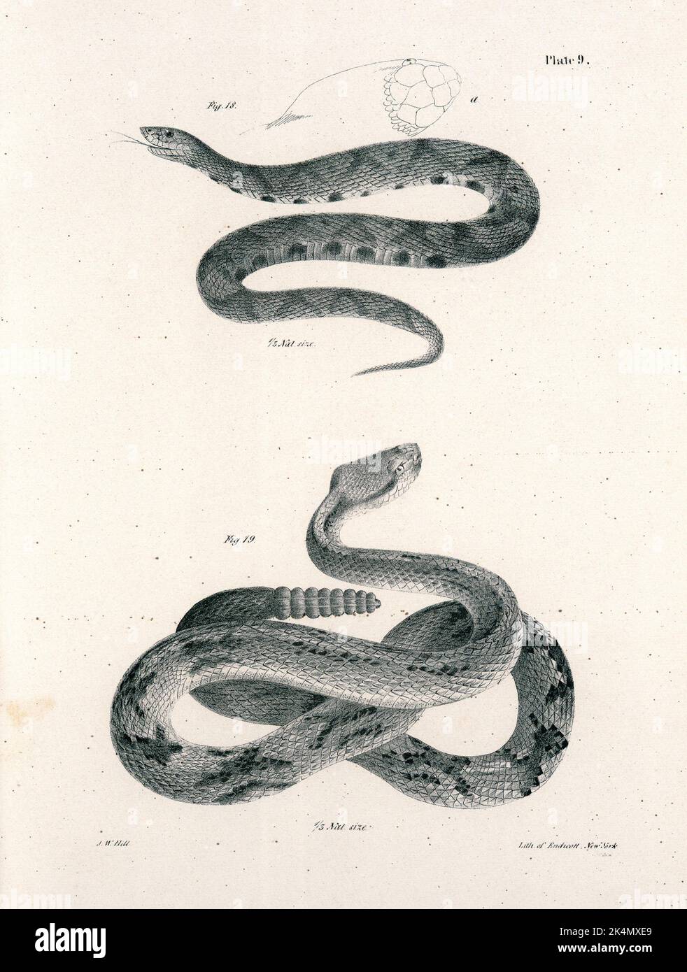 Copperhead Snake Head Drawing