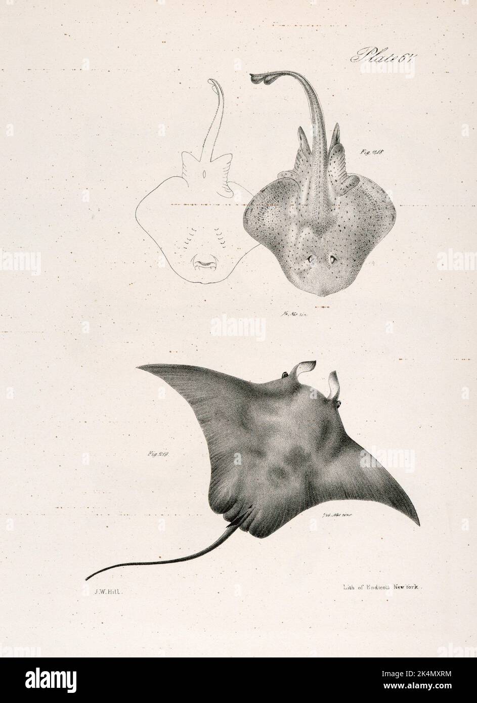 Devil nose hi-res stock photography and images - Alamy