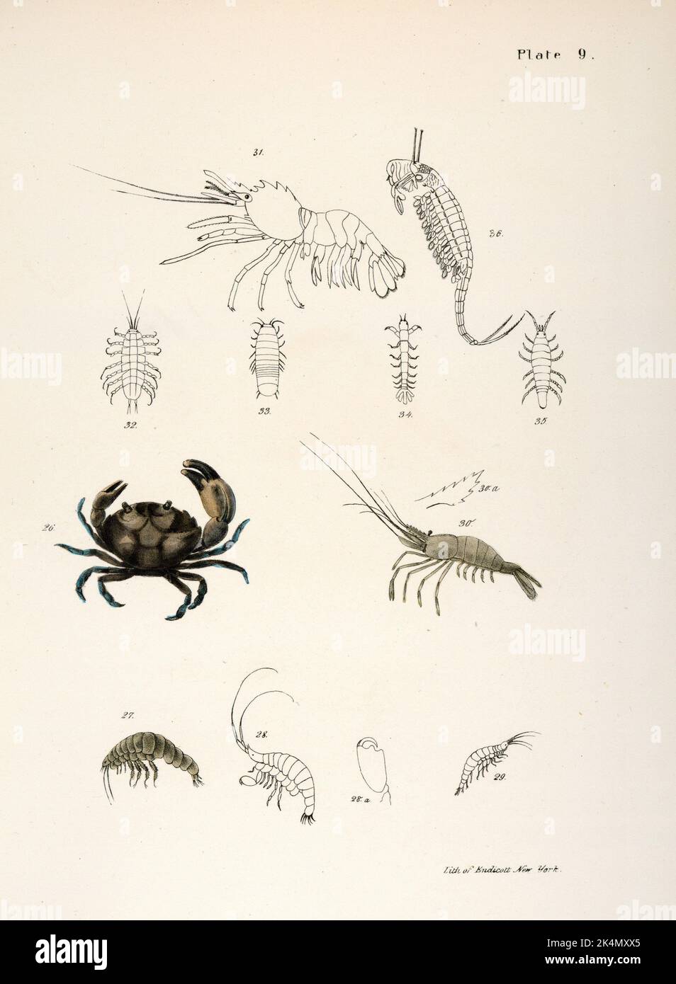 Gammarus minus hi-res stock photography and images - Alamy