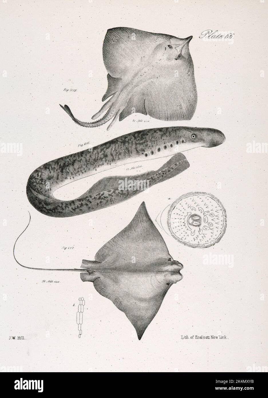 American cow nose ray hi-res stock photography and images - Alamy