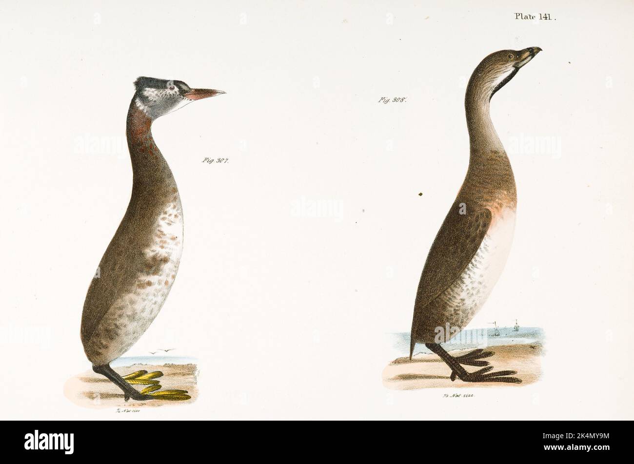 Hydroka carolinensis hi-res stock photography and images - Alamy