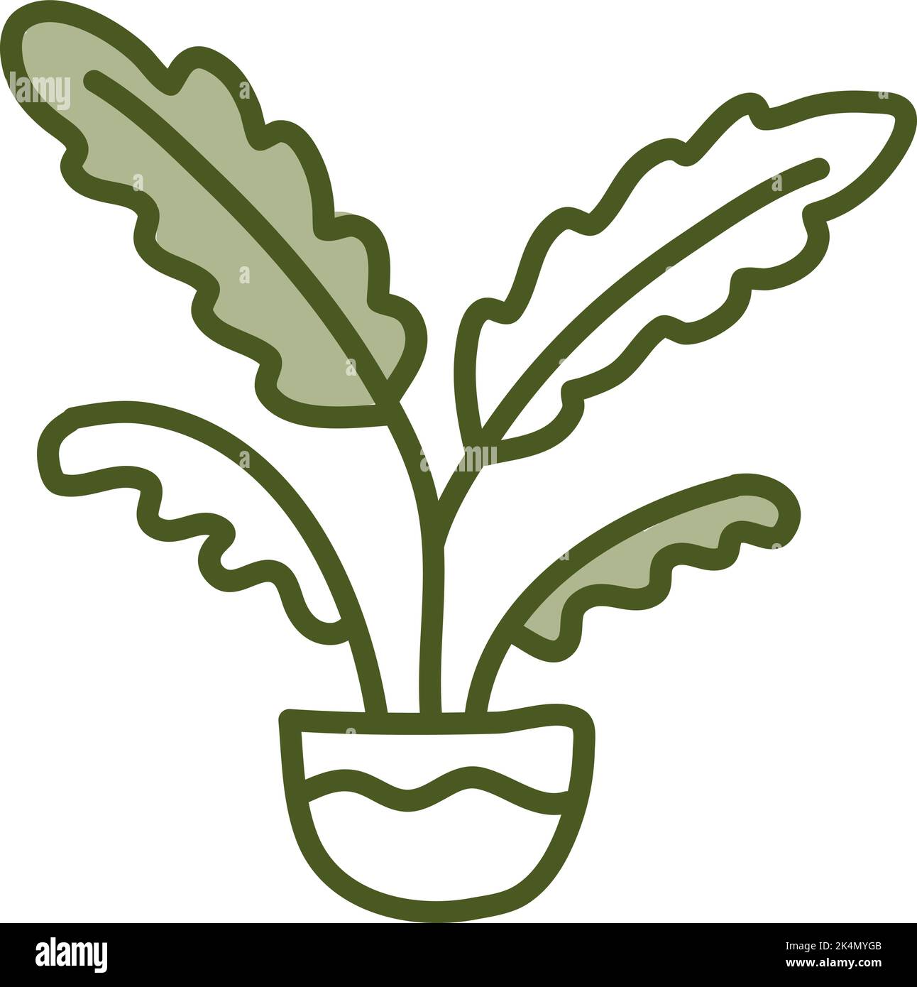 ZZ plant, illustration, vector on a white background Stock Vector Image ...