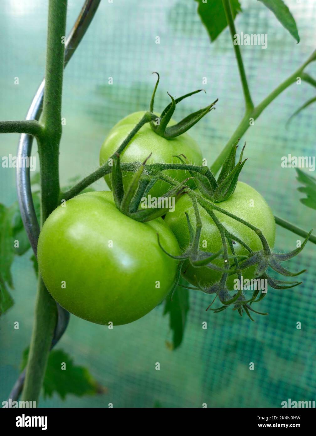 Green unripe tomatoes on a tomato plant. The plant is in a vegetable ...