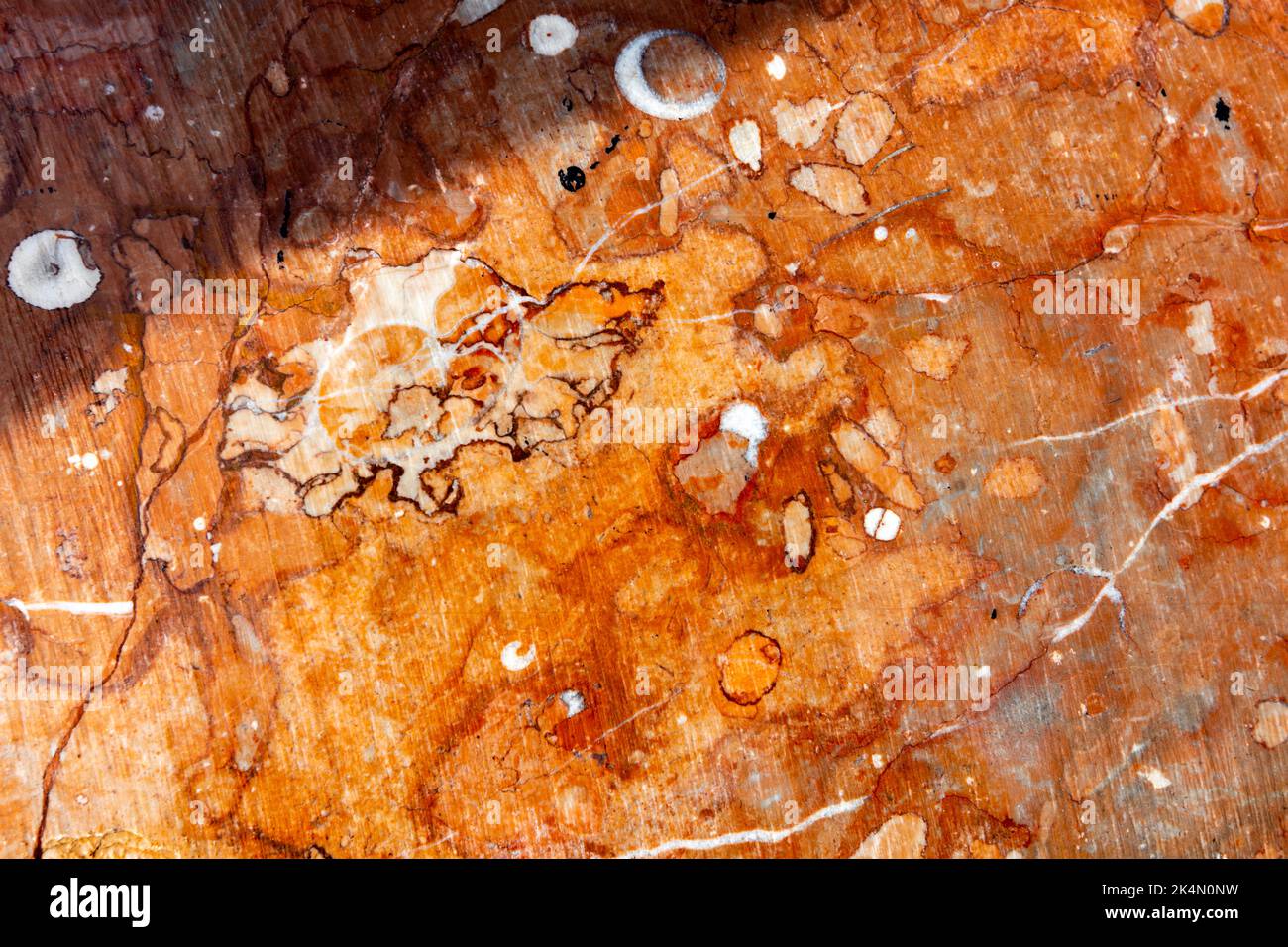 Closeup detail of the red fossiliferous limestone Stock Photo - Alamy