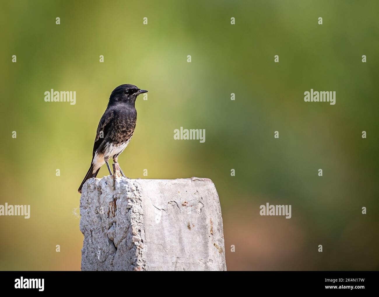 A Male Bush chat posing for portrait while sitting on a wall Stock ...