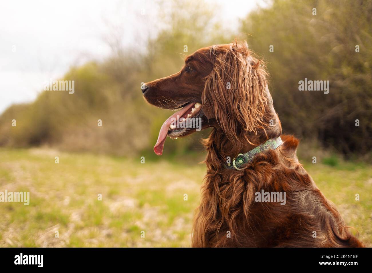 Close up of Irish setter dog sits on a nature green grass and looking ...