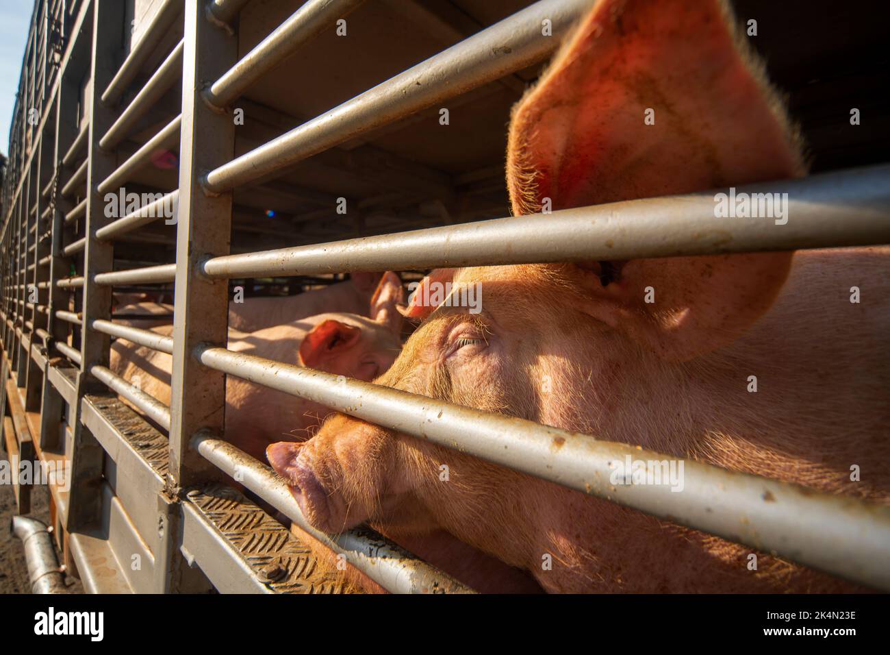Pig transport truck hi-res stock photography and images - Alamy