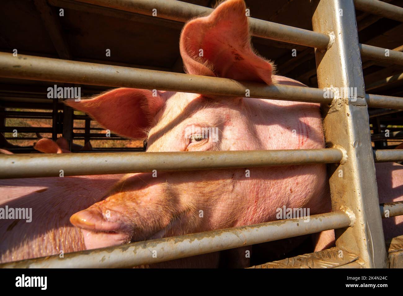 Pigs being transported in a truck, Minas Gerais, Brazil Stock Photo - Alamy