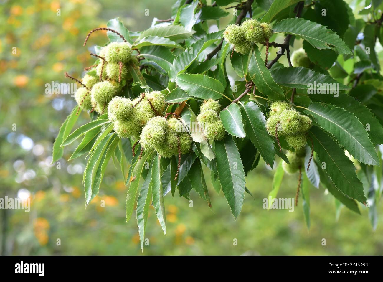 Horse chestnut tree leaves and conker fruit, Roath Park, Cardiff, South ...