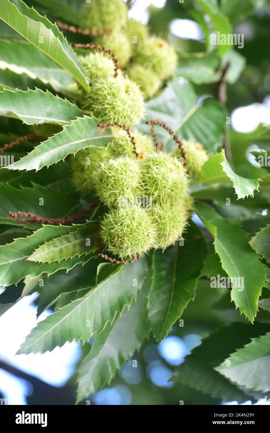 Conker producing tree hi-res stock photography and images - Alamy