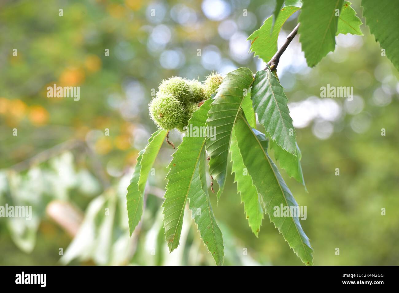 Horse chestnut tree leaves and conker fruit, Roath Park, Cardiff, South ...