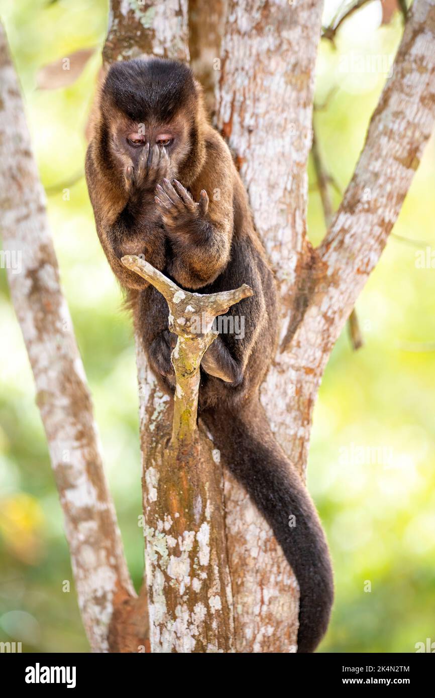 Capuchin monkey (Cebus libidinosus) is a commom monkey at Rio Doce ...