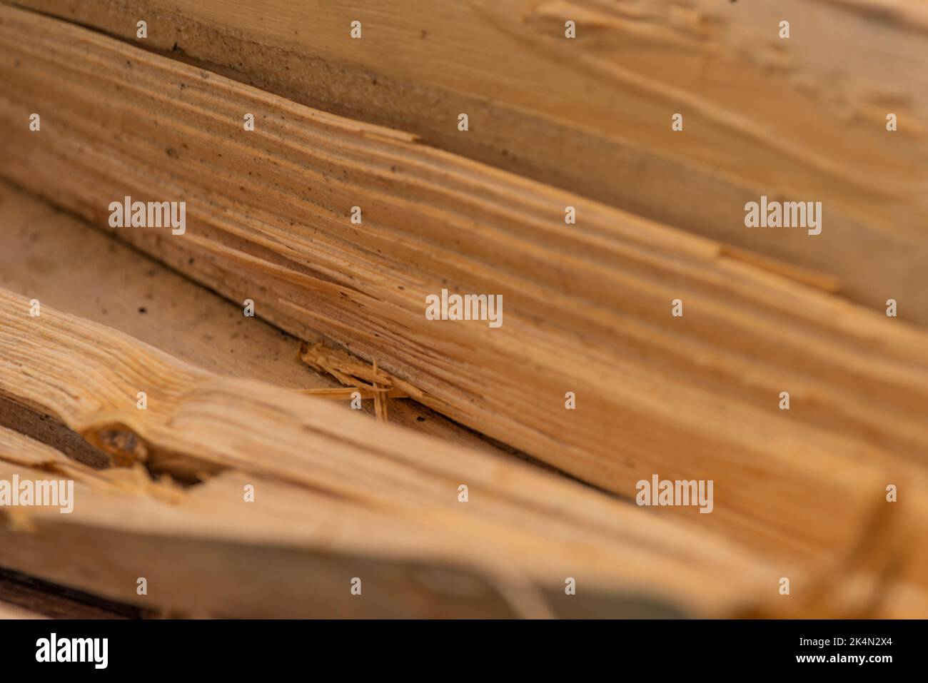 Broken tree wood in dark forest in summer fresh day Stock Photo - Alamy