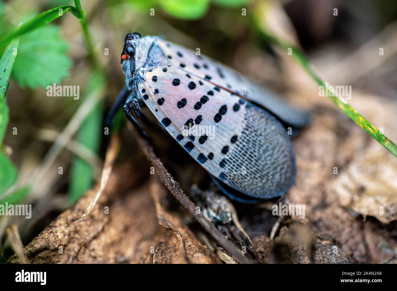 A macro shot of a spotted lanternfly on a plant Stock Photo - Alamy