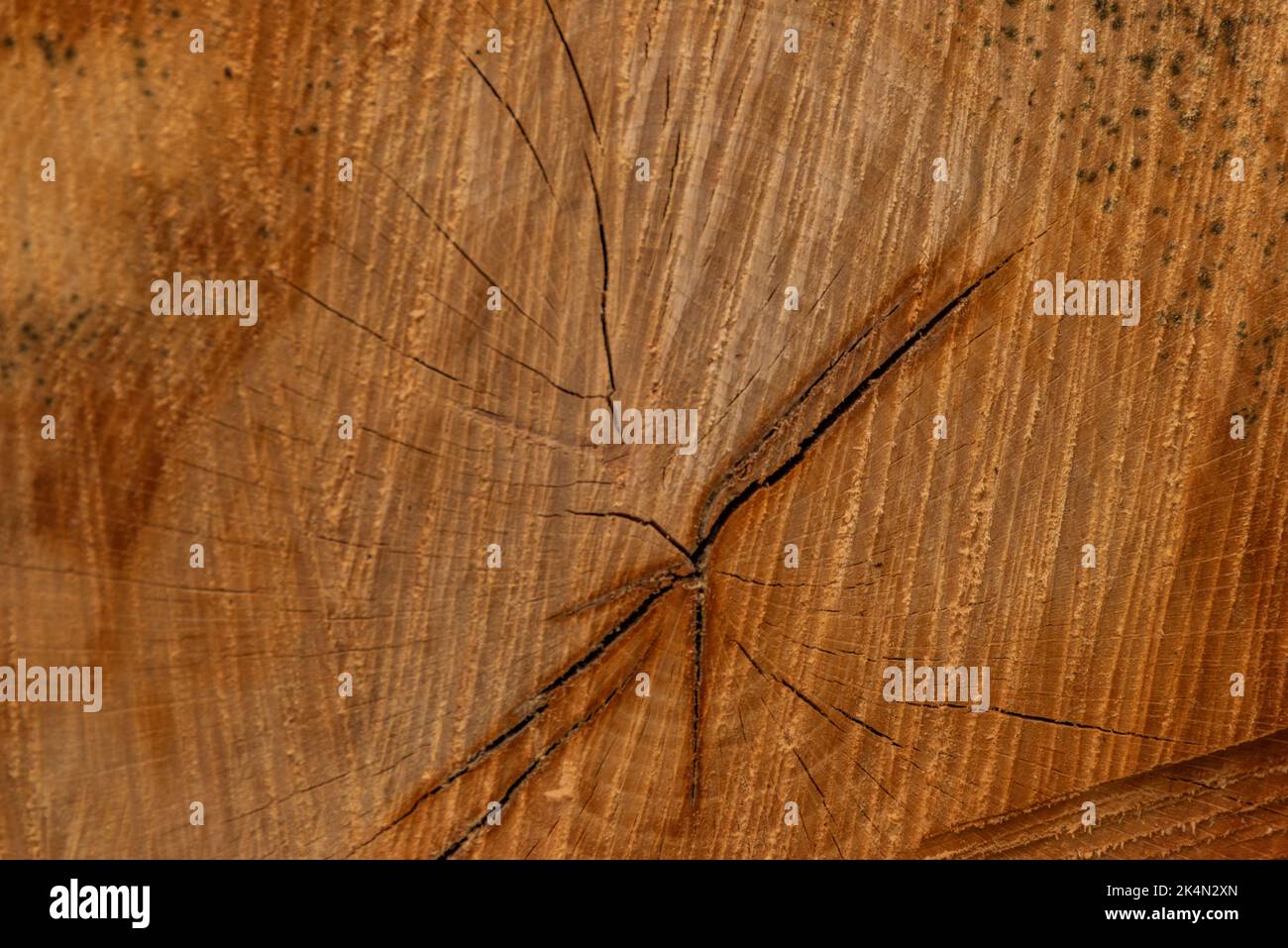 Broken tree wood in dark forest in summer fresh day Stock Photo - Alamy