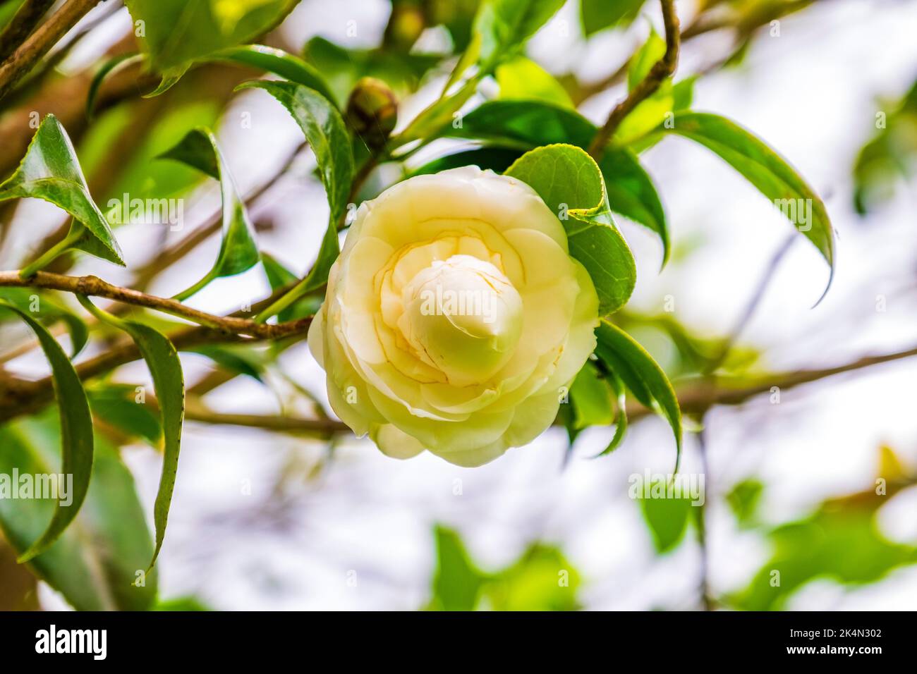 Sao miguel azores camellia hi-res stock photography and images - Alamy