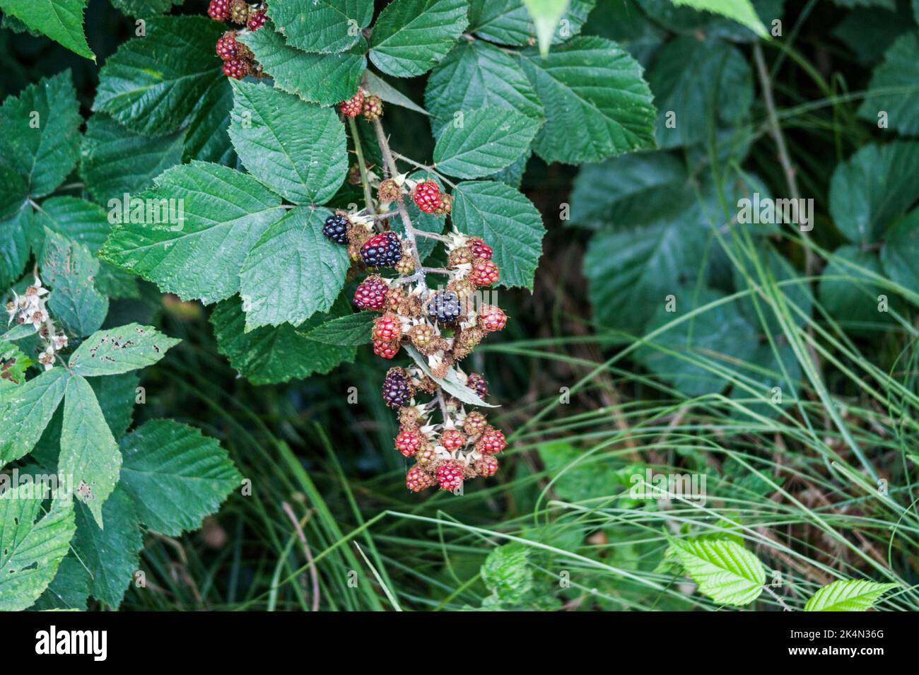Rubus Allegheniensis Thorn
