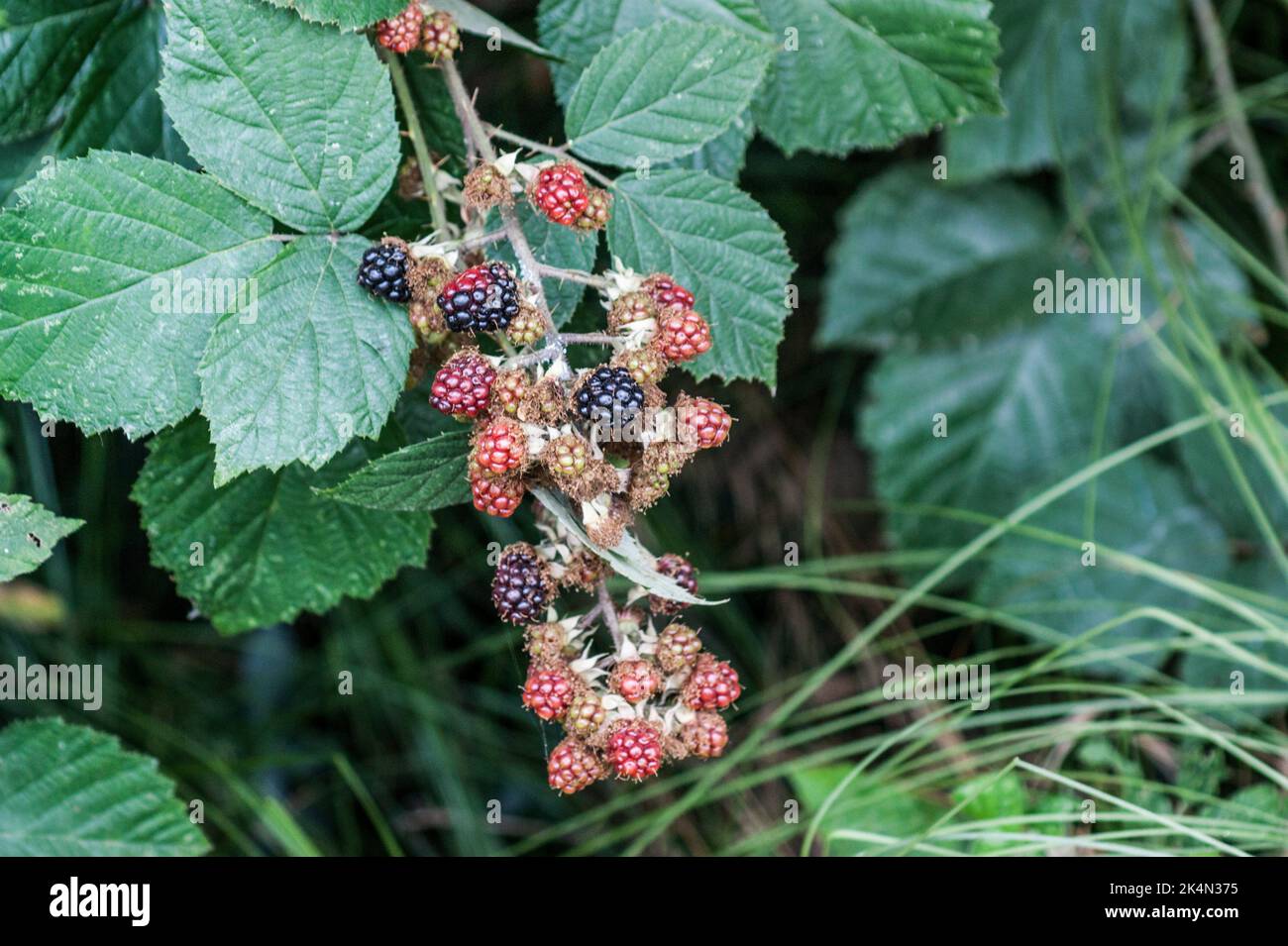 Rubus allegheniensis hi-res stock photography and images - Alamy