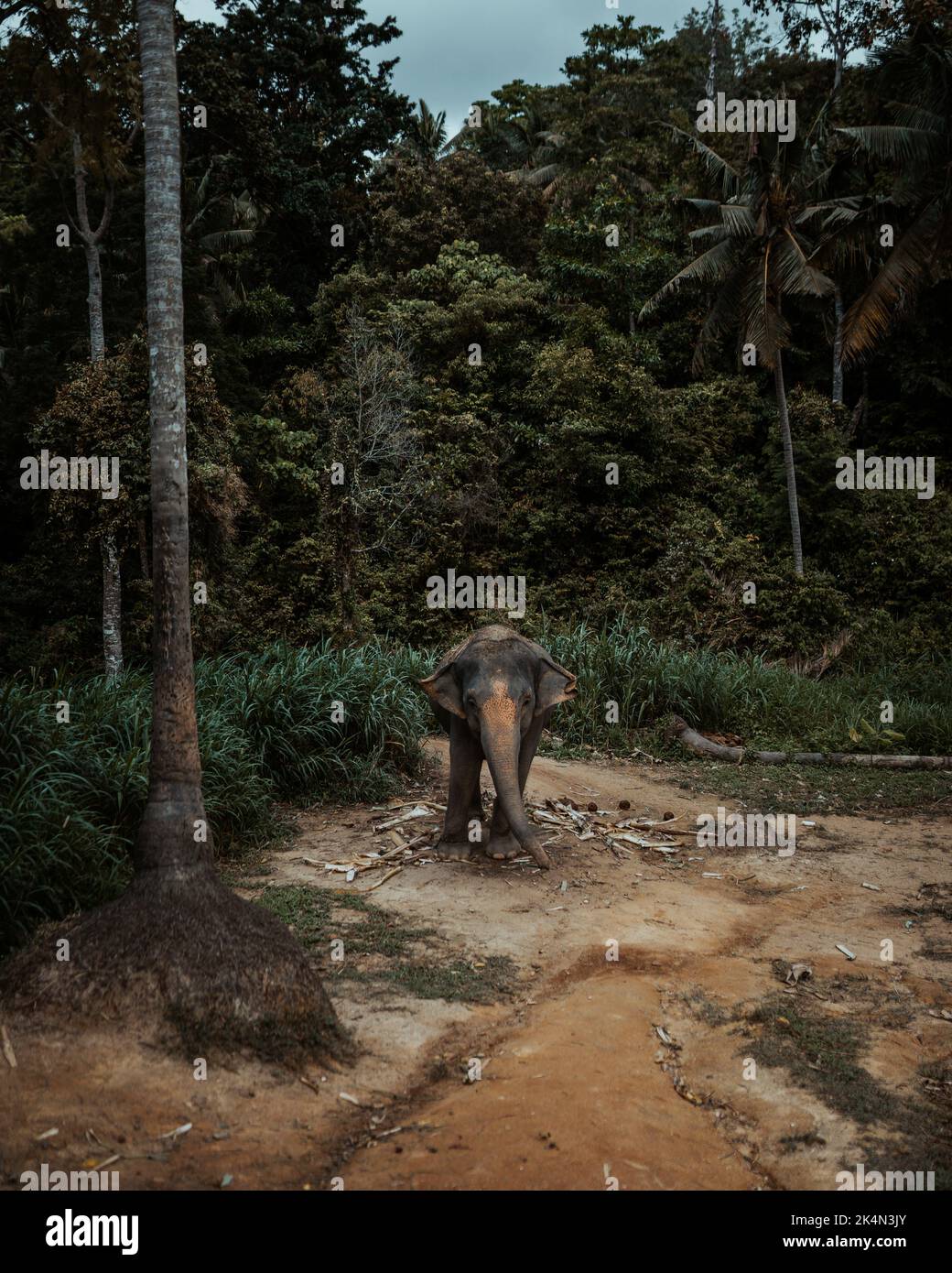 A cute elephant (Loxodonta) in a green jungle Stock Photo - Alamy