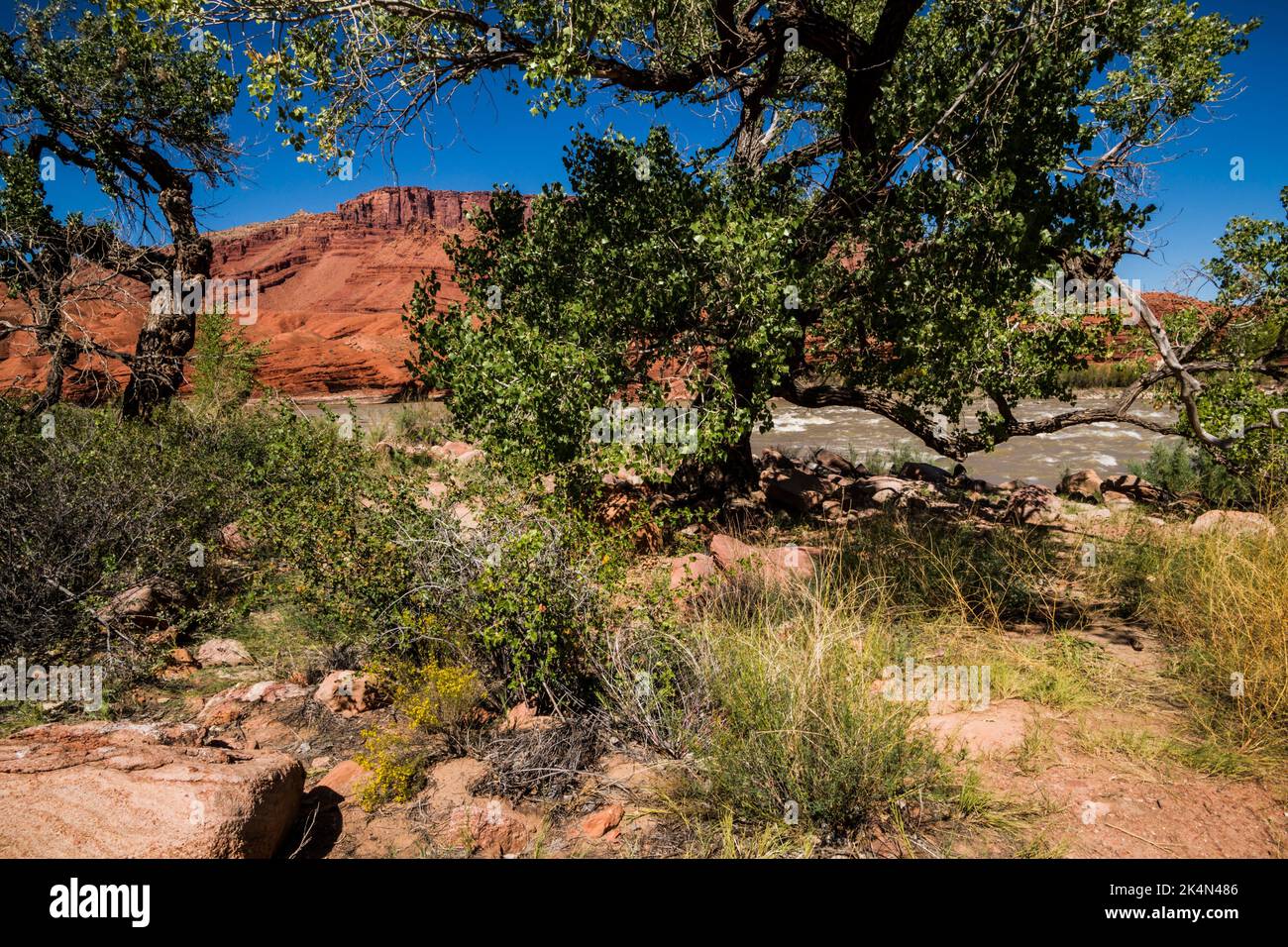 The flora and geological landscape of Arches National Park, Moab, Utah ...